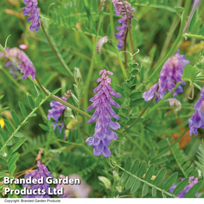 Wildflower Tufted Vetch 1 Seed Packet (40 Seeds) | DIY at B&Q