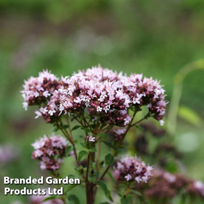 Wildflower Wild Marjoram 1 Seed Packet (750 seeds) | DIY at B&Q