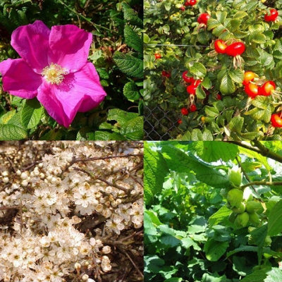 Wildlife Mixed Native Hedging 125 Plants for 25 Metres / 27 yards ...