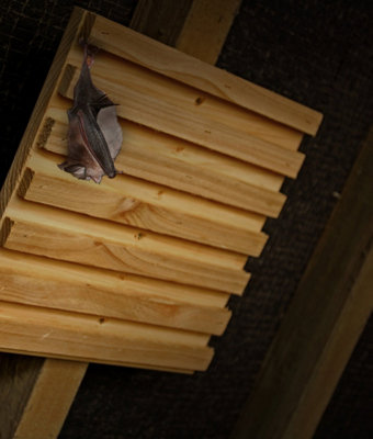Wildlife World Simon King Bat Rack Roost | DIY at B&Q
