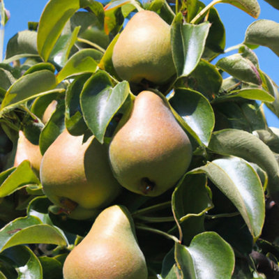 Williams' Bon Chretien Pear (Pyrus) Tree - 12Ltr Potted