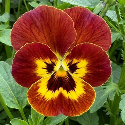 Winter Flowering Viola Copperfield in Pots - Outdoor Bedding and Basket ...