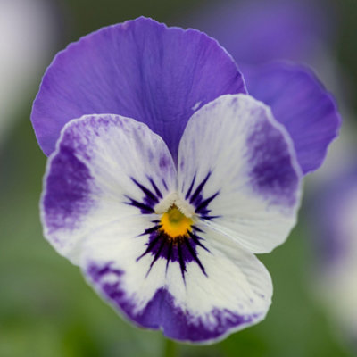 Winter Flowering Viola Delft Blue in Pots - Outdoor Bedding and Basket ...