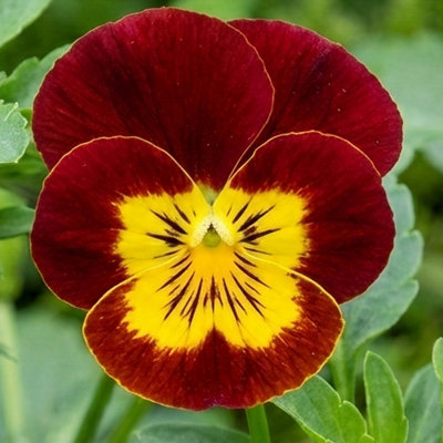 Winter Flowering Viola Red and Yellow in Pots - Bedding and Basket ...