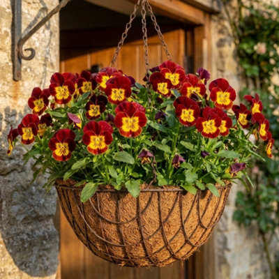 Winter Flowering Viola Red and Yellow in Pots - Bedding and Basket ...