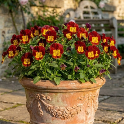 Winter Flowering Viola Red and Yellow in Pots - Bedding and Basket ...