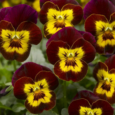 Winter Flowering Viola Red and Yellow in Pots - Bedding and Basket ...