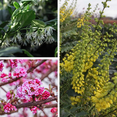 Winter Shrub Collection 9cm Potted Plant x 3