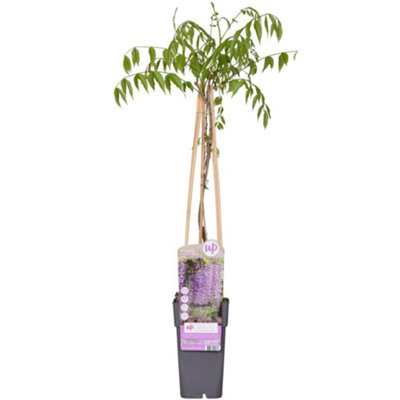 Wisteria floribunda Naga Noda 15cm Potted Plant x 3
