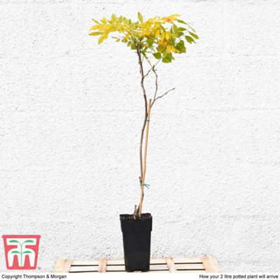 Wisteria Tree Standard 2 Litre Potted Plant x 2