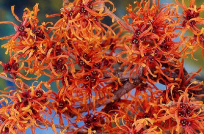 Witchhazel Hamamelis Orange Beauty Shrub Plant 4ft Extra Large in a 7.5 ...