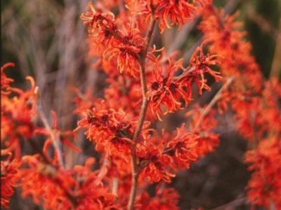 Witchhazel Hamamelis Ruby Glow Shrub Plant 4ft Extra Large in a 7.5 ...