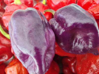 Wolf Red Chilli Seeds - 10 Fresh Seeds