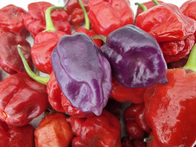 Wolf Red Chilli Seeds - 10 Fresh Seeds