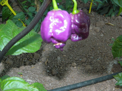 Wolf Red Chilli Seeds - 10 Fresh Seeds