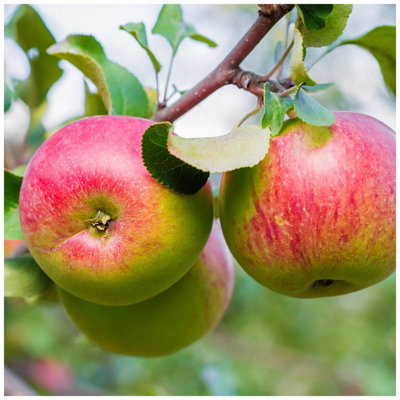 Worcester Pearmain Apple Tree 4-5ft, 6L Pot, Ready to Fruit,Self ...