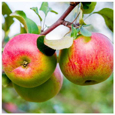 Worcester Pearmain Apple Tree, 5-6ft Tall, Ready to Fruit,Self-fertile ...