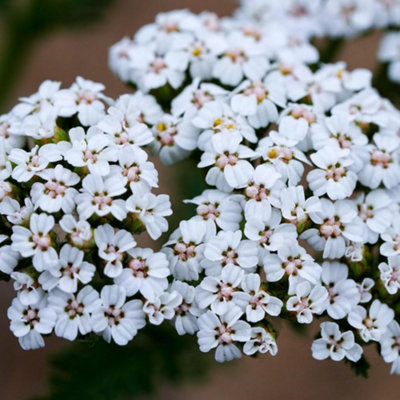 Yarrow Achillea Millefolium Native UK Herb Flower Wild 7000 Seeds