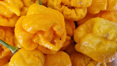 Yellow Carolina Reaper Seeds -10 Fresh Seeds - Yellow Reaper Pepper Seeds