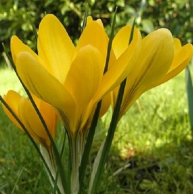 Yellow Mammoth Crocus Bulbs (100 Bulbs) | DIY at B&Q