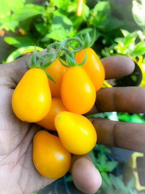 Yellow Pear Drop Tomato Seeds - 15 Fresh Seeds