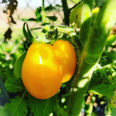 Yellow Pear Drop Tomato Seeds - 15 Fresh Seeds