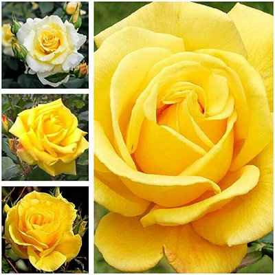 Yellow Rose Bush in a 3Litre Pot - Gorgeous British Grown Yellow Rose ...