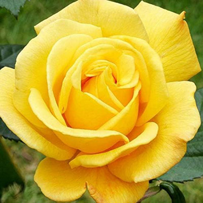Yellow Rose Bush in a 3Litre Pot - Gorgeous British Grown Yellow Rose ...