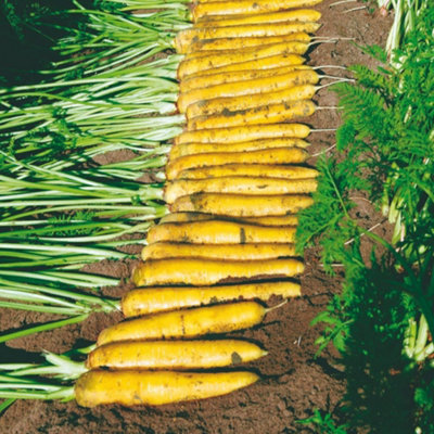 Yellowstone Organic Carrot Seeds - Sweet Tender Yellow Roots - Easy to ...