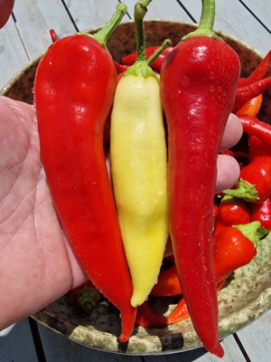 Yesil Tatli Chilli Seeds - 10 Fresh Seeds