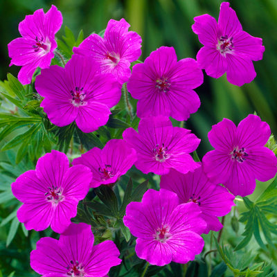 You Garden - 1 x Hardy Geranium sanguineum, 'Tiny Monster' Cranesbill ...