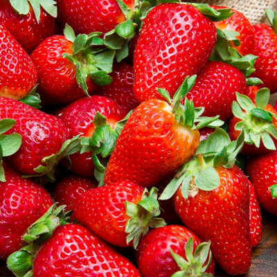 You Garden - 10 x Everbearer Strawberry 'Sweet Summer' Grown Your Own ...
