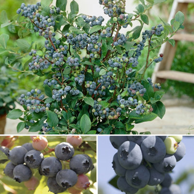 You Garden - 3 x Blueberry Bushes in 9cm Pots - 3 Varieties 'Hanover ...