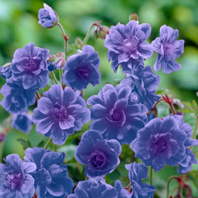 You Garden - 3 x Geranium himalayense 'Plenum' in a 9cm pot - Drought ...