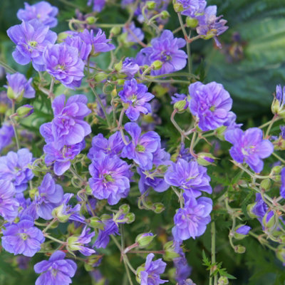 You Garden - 3 x Geranium himalayense 'Plenum' in a 9cm pot - Drought ...