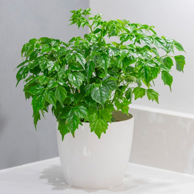 You Garden - Asian Bell Tree Radermachera sinica 12cm Potted ...