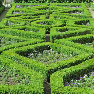 You Garden - Box Hedging pack - 10 Plants in 9cm Pots