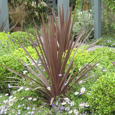 You Garden - Cordyline Australis 'Red Star' in a 9cm pot - Exotic ...