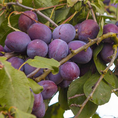You Garden - 'Czar' Plum Patio Fruit Tree in a 5L Pot 90-110cm Tall ...