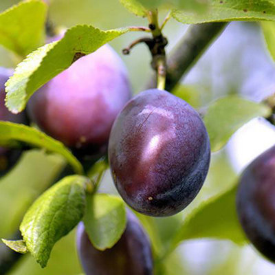 You Garden - 'Czar' Plum Patio Fruit Tree in a 5L Pot 90-110cm Tall ...