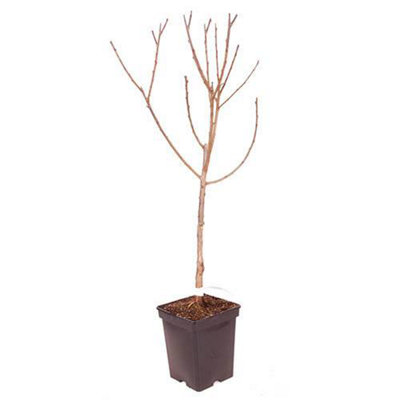 You Garden - 'Czar' Plum Patio Fruit Tree in a 5L Pot 90-110cm Tall ...