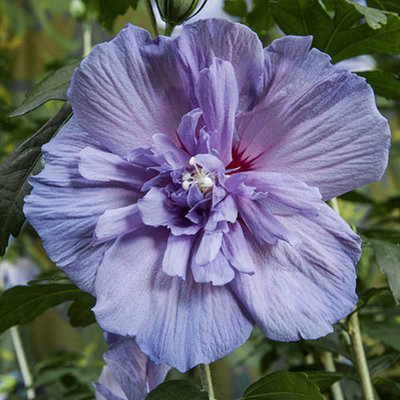 You Garden - Double Flowered Hardy Hibiscus Chiffon 'Collection' Plants ...