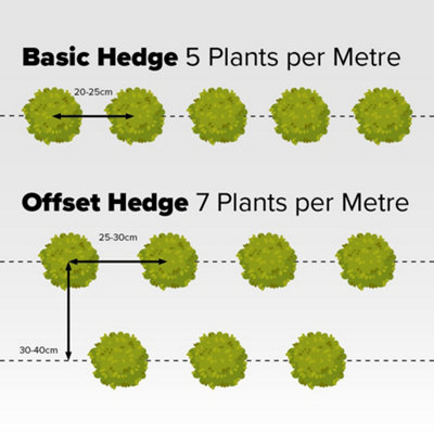 YOU GARDEN - FIELD MAPLE HEDGE ACER CAMPESTRE SET OF 50 BARE ROOT ...