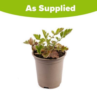 You Garden - Geum Firestarter Established Plant in 9cm Pot