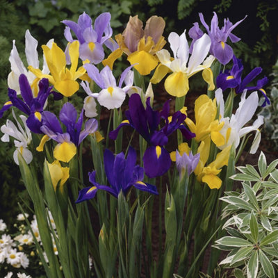 You Garden - Mixed Colour Dutch Iris Bulbs Size, Pack of 100, Spring ...