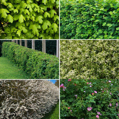 You Garden - Mixed Native Hedging Collection of 50 Hedges height 90 ...