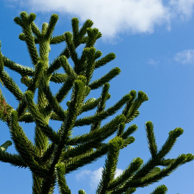 You Garden - Monkey Puzzle Tree, Araucaria araucana in a 9cm Pot, 15 ...