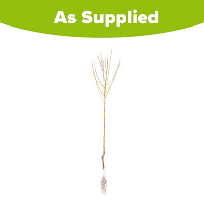 You Garden - Peach 'Redhaven' bare root tree - Grow Your Own Fruit ...