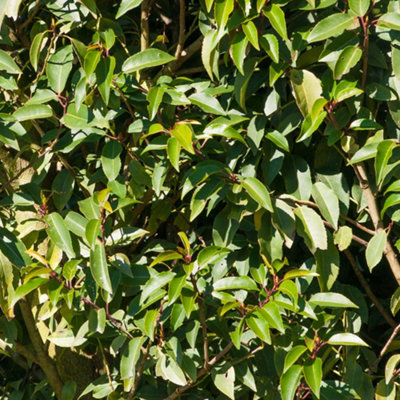 You Garden - Portuguese Laurel Pair of Standard Trees Established ...