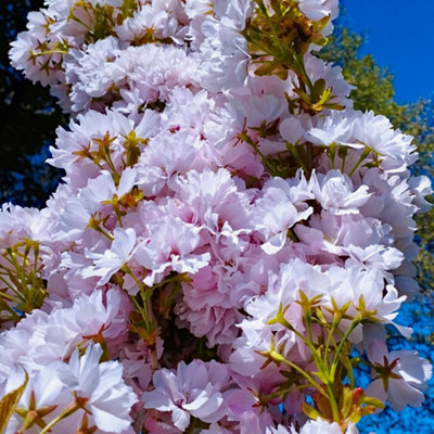 You Garden - Prunus Amanogawa Cherry Blossom Tree Established Tree in ...